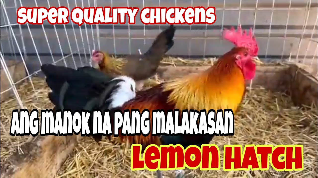 super quality chickens, lemon hatch ang manok na pang malakasan ...