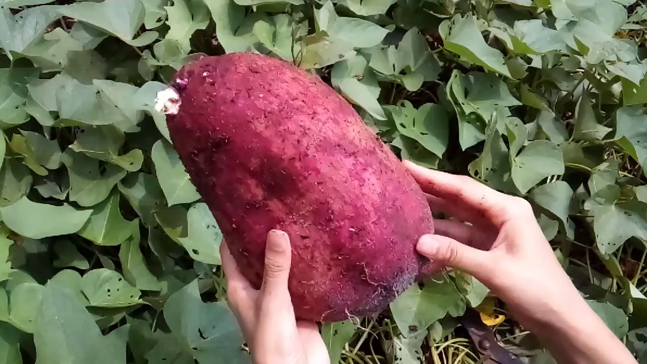 Biggest purple Sweet Potatoe harvest, 80 pounds ! - YouTube