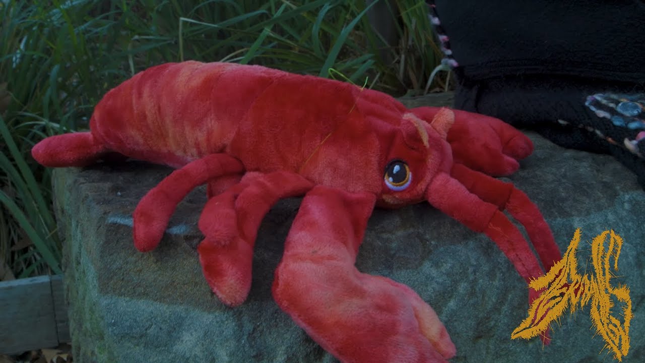 Bugs - TERF BANGS - YouTube