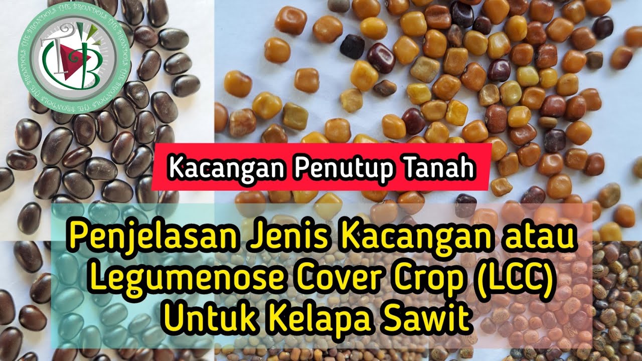 Penjelasan Jenis Kacangan atau Legumenose Cover Crop (LCC) Untuk Kelapa ...