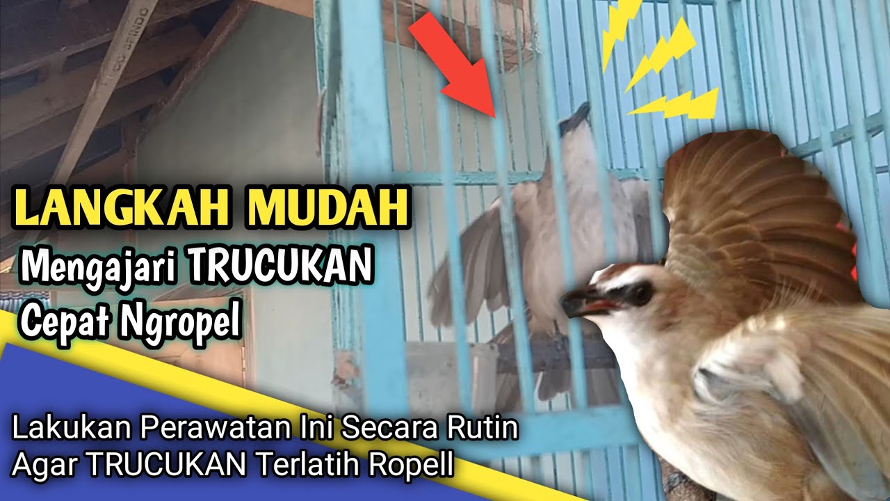 Cara Bikin Trucukan Garuda Gacor Fighter Dengan Rutin Melakukan Hal Ini ...