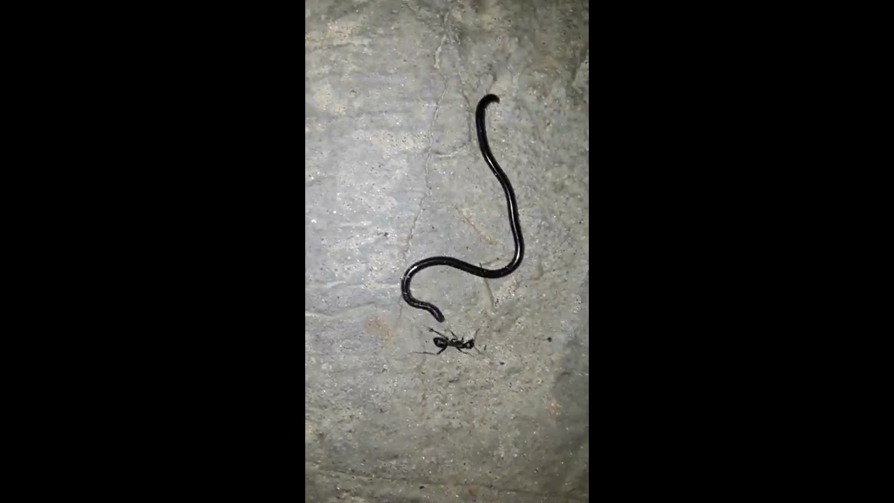 SNAKE AND ANT FIGHTING || COBRA vs ANT || - YouTube
