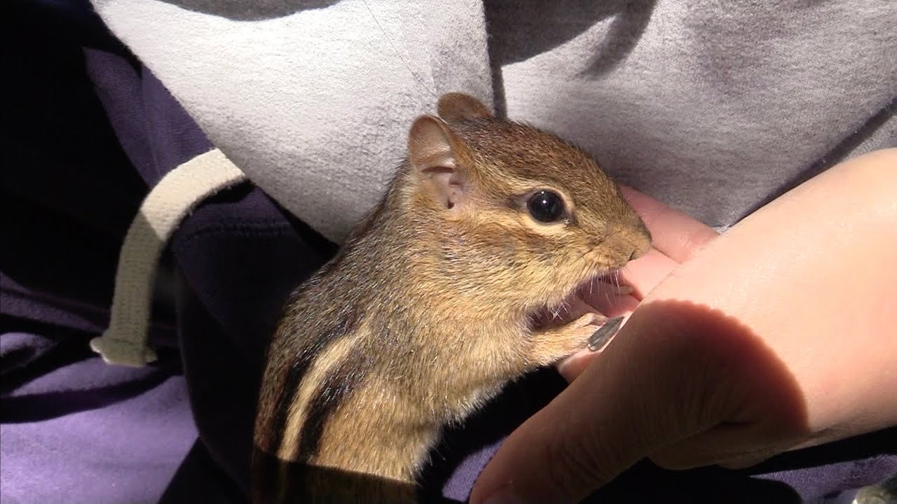 Spending Quality Time with My Chipmunk Friend - YouTube