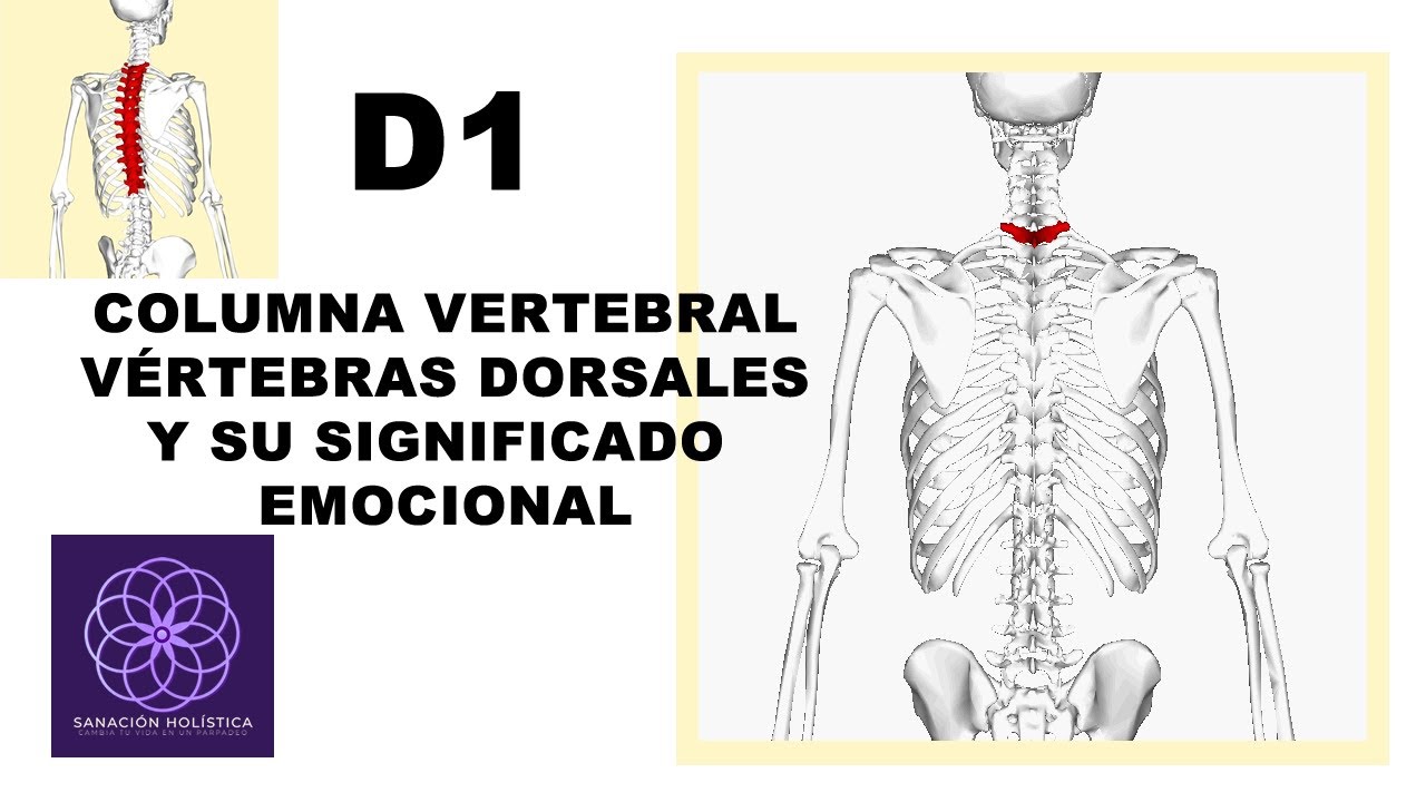 D1 - Vértebras dorsales o torácicas y su significado emocional - YouTube