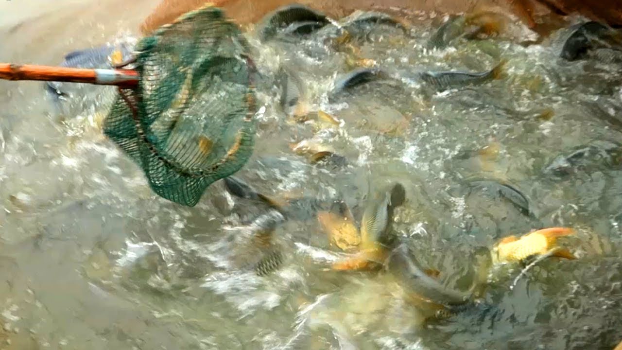 See How Farmer Fish Farming Fish In The Big River | Simple Countryside ...