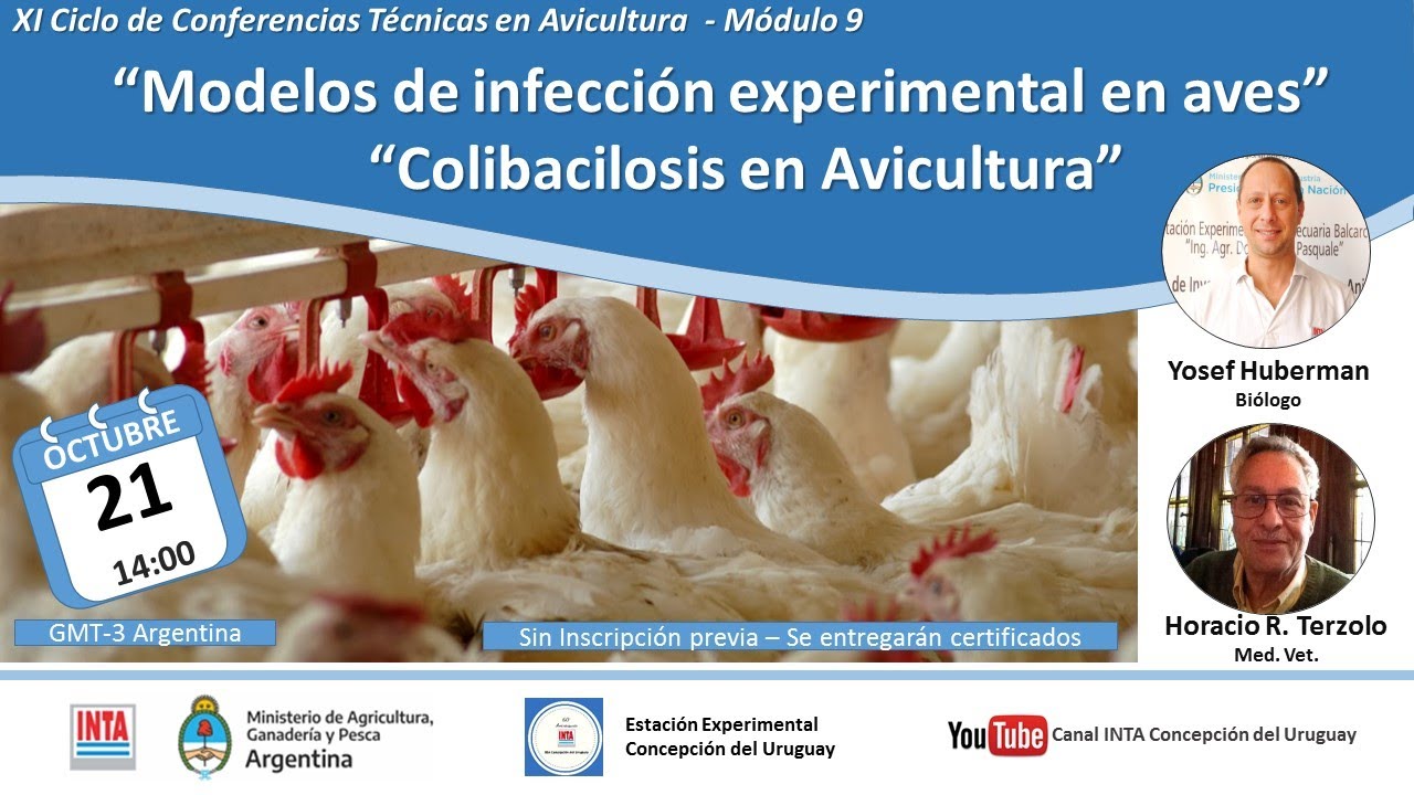 Modelos de infección experimental y 'Colibacilosis' en aves - YouTube
