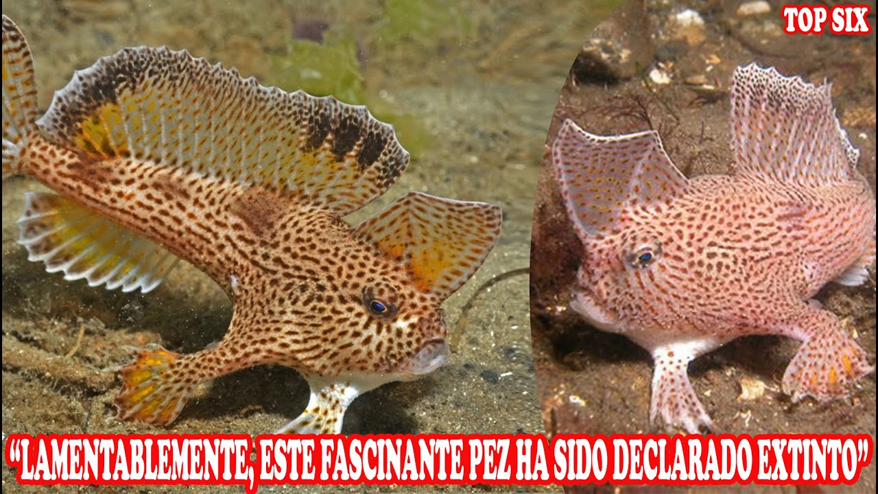 Este PEZ extremadamente raro te asombrará, pero ya está oficialmente ...