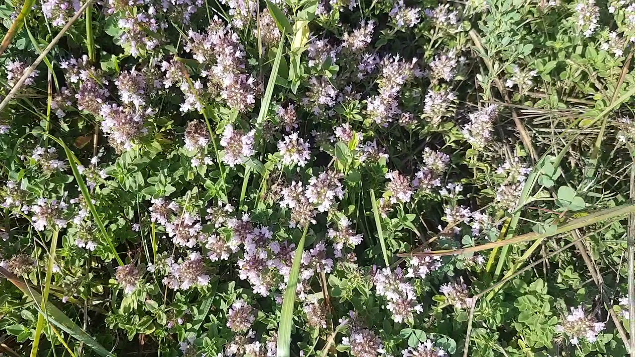 DIVLJA MENTA ILI NANA - YouTube