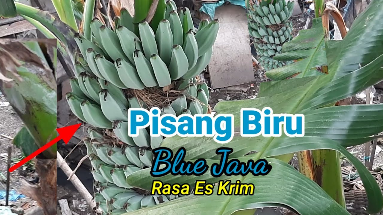 Unik, Pisang Warna Biru "Blue Java Banana" (Pisang Hawai) - YouTube