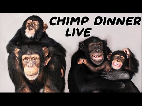 The one and only chimp dinner 1-09-22 - YouTube