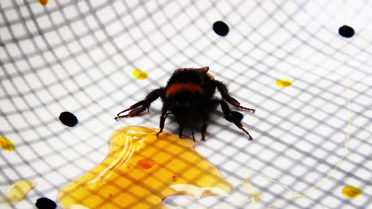 Tired Bumble Bee Eating Honey. - YouTube