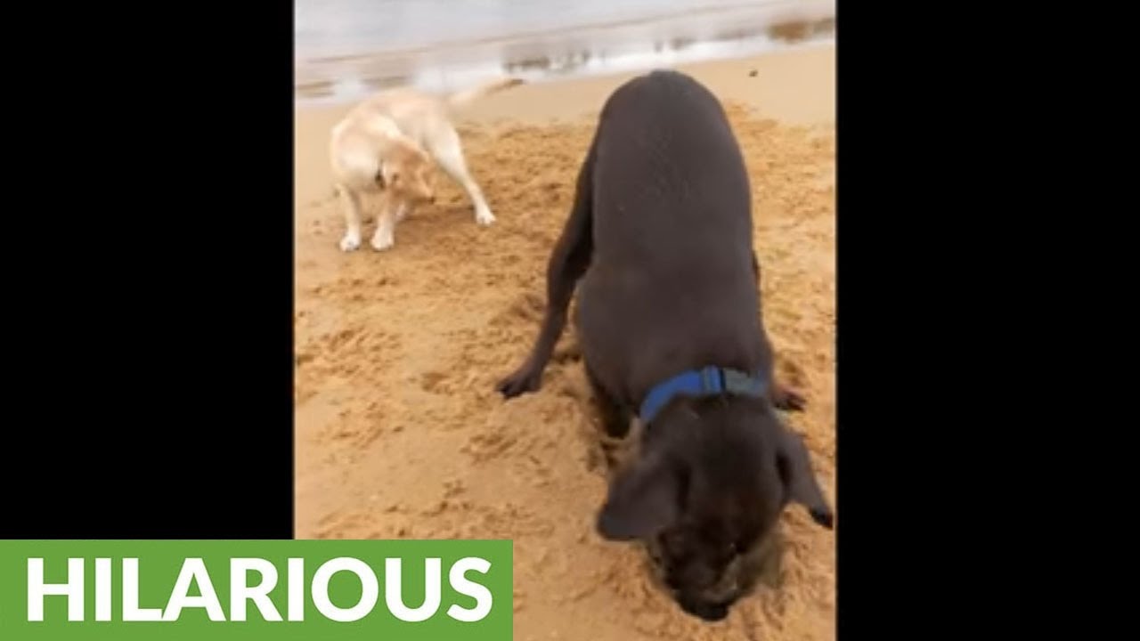 Dog teaches puppy how to dig - YouTube