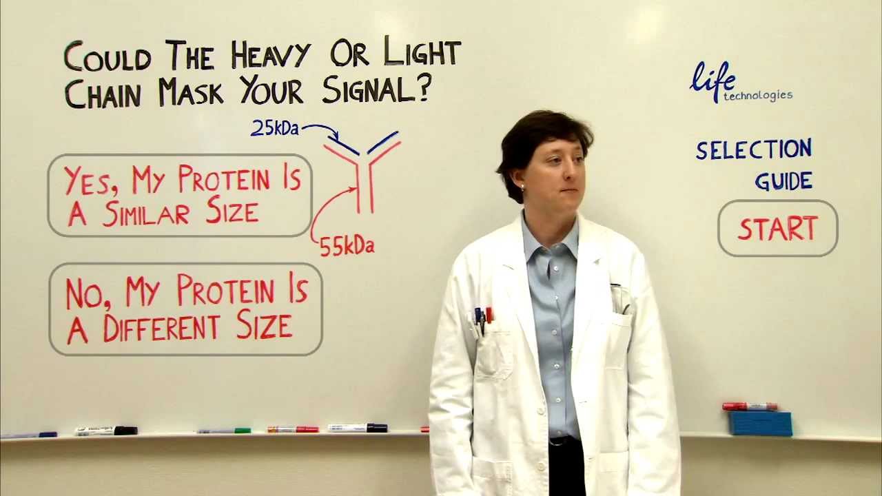 Co-Elution of Antibody - Immunoprecipitation Strategies - YouTube