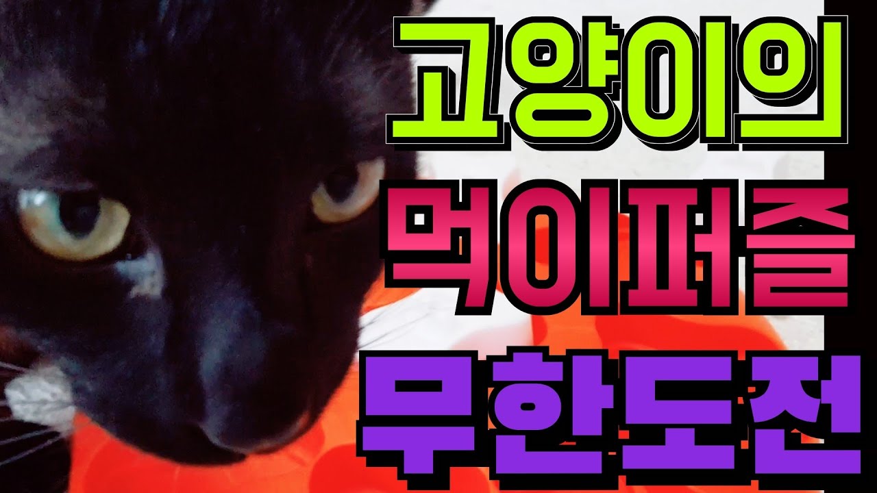 검은 고양이가 처음 노즈워크(먹이퍼즐) 도전했어요 / 니나오토슨 / 고양이 간식 / 고양이 장난감 / black cat ...