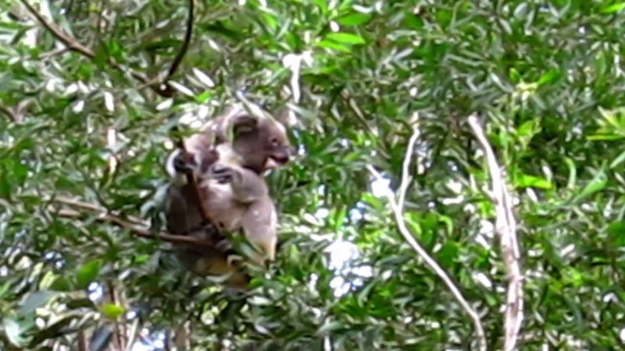 Koalas in Trees next to Fantasy Glades Castle 2012 - YouTube