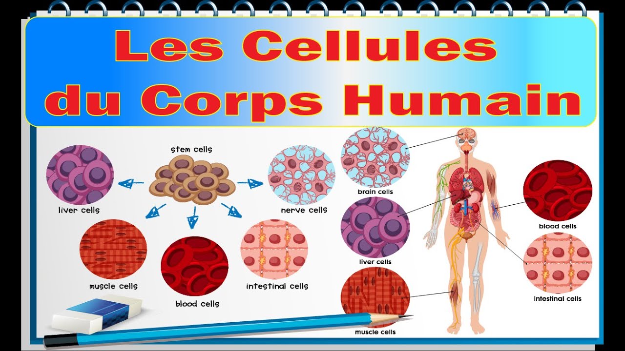 Les Cellules du Corps Humain خلايا جسم الانسان - YouTube