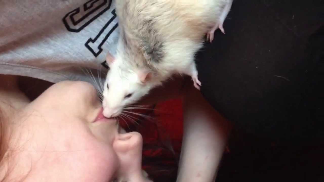 Rat-kiss - YouTube