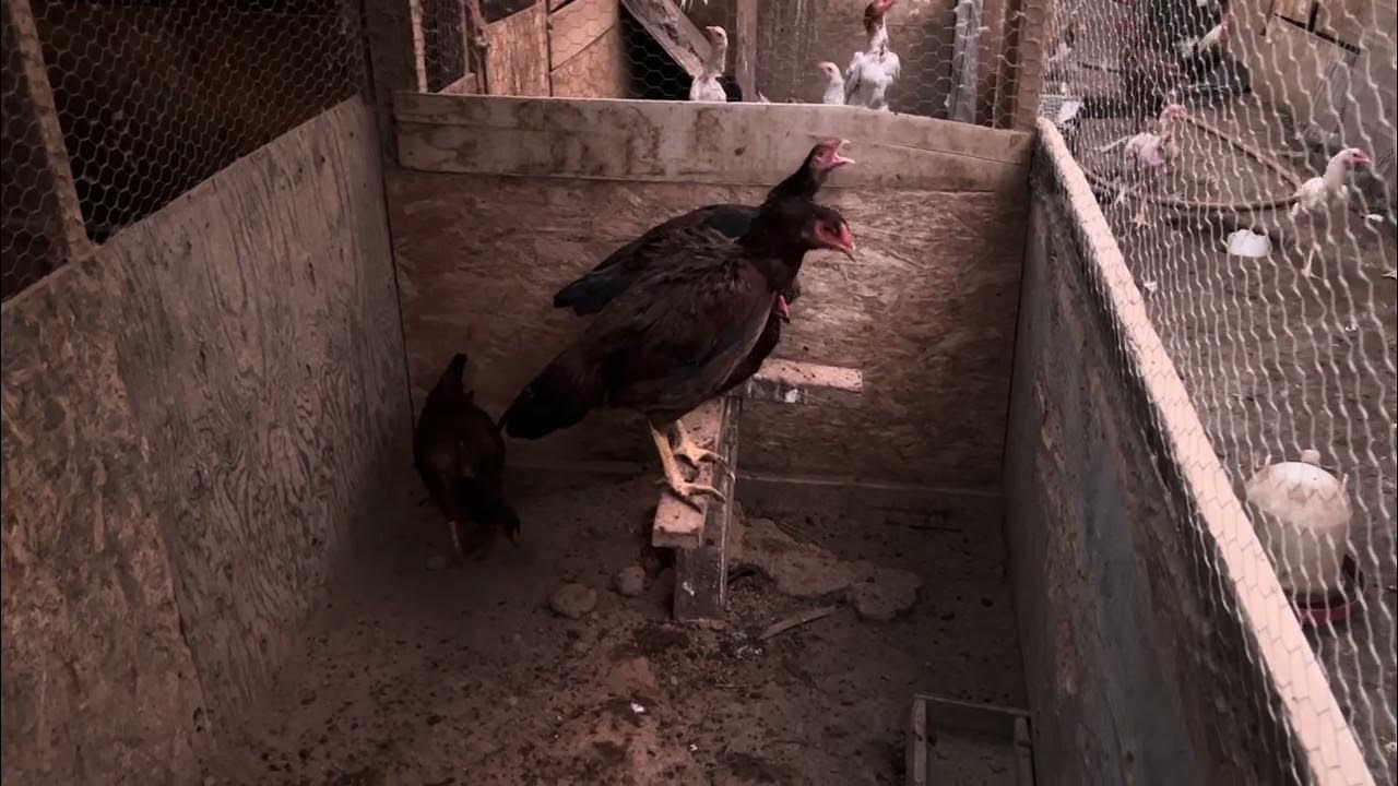 Poj qaib ej. - YouTube