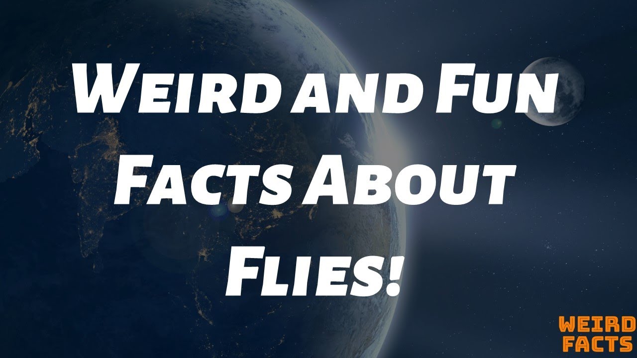 Weird and Fun Facts About Flies! - YouTube