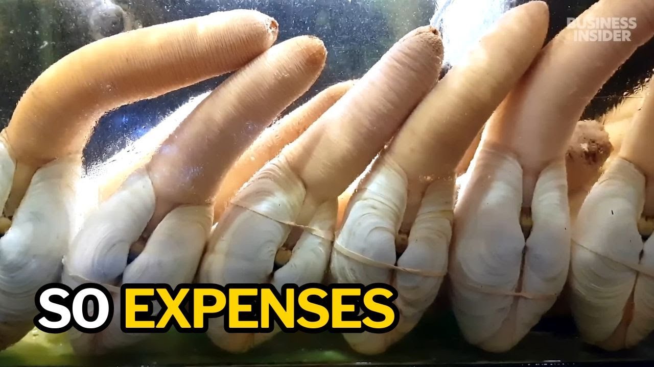 What Makes Geoducks SO EXPENSIVE - YouTube