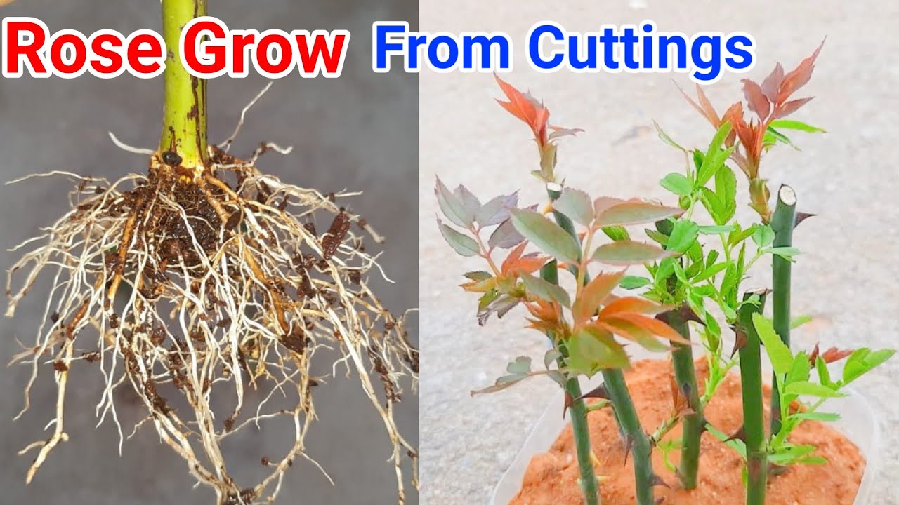 Rose From Cuttings_Rose Cutting Propagating _Rose Grow From Cuttings ...