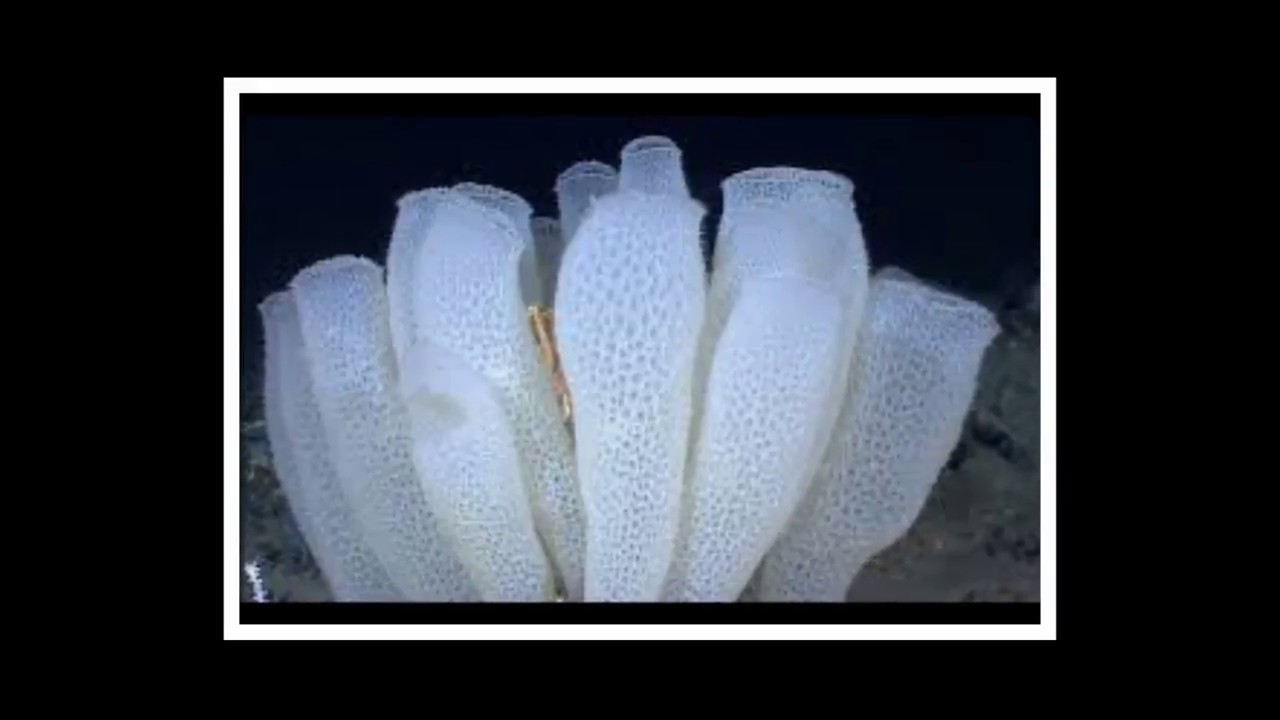 Euplectella The japanese gift - YouTube