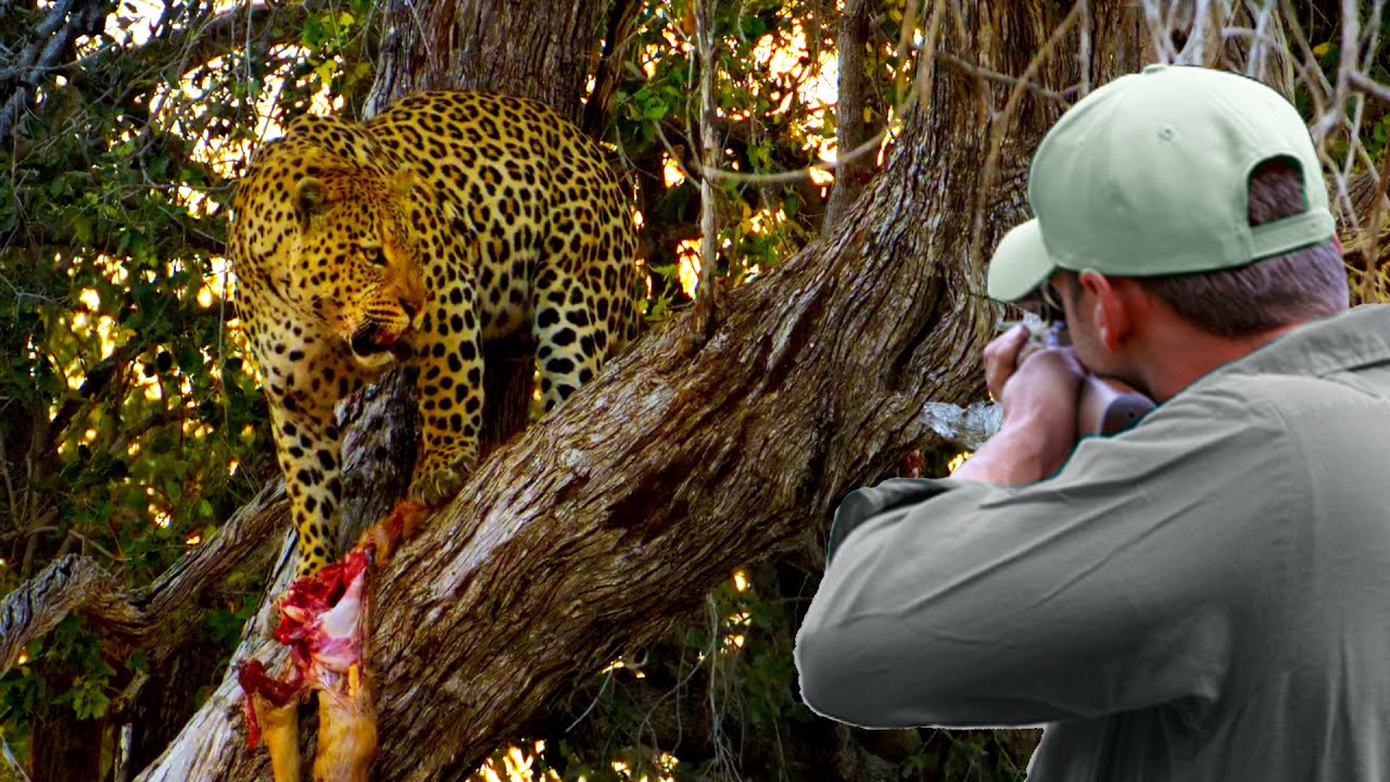 Leopards hunting in the savannah is a clash of strength and ...