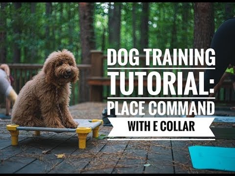 Dog Training Tutorial: Solidifying The Place Command With E Collar ...