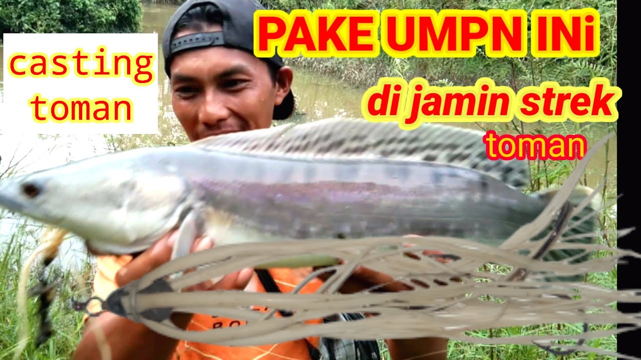 teknik mancing casting toman - YouTube
