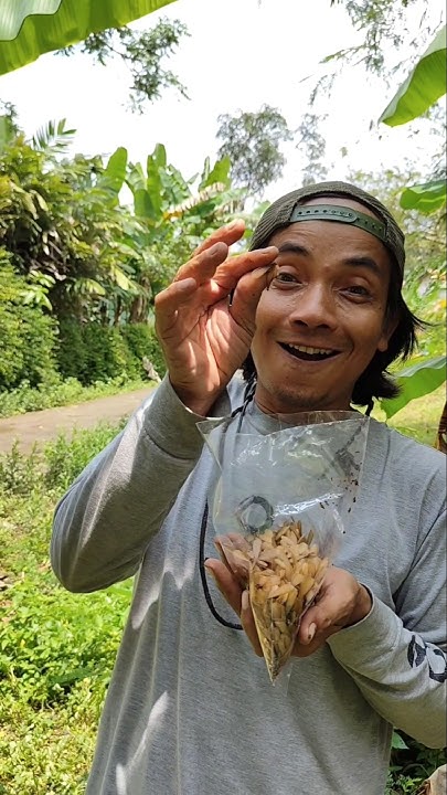 MEMBUAT JEBAKAN LARON. - YouTube