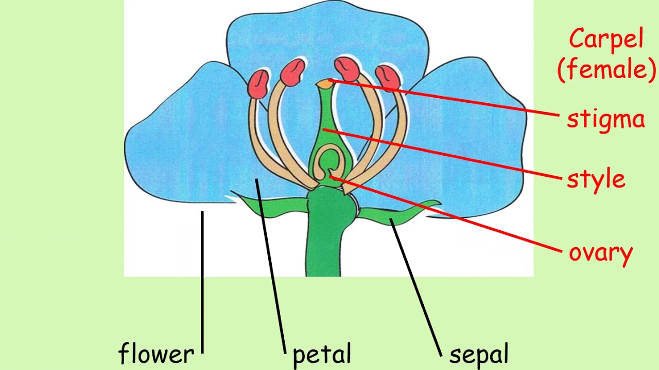 Year 5 Science Flowers week 8 - YouTube