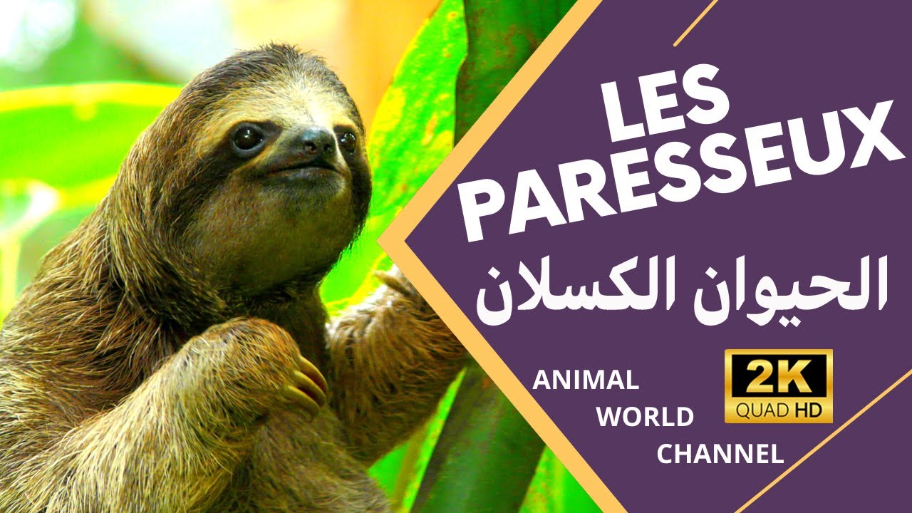 Le paresseux est un animal heureux au Panama - YouTube