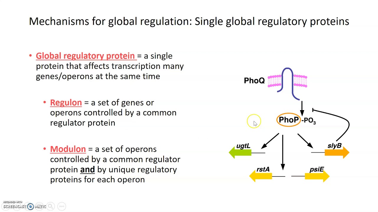 Mechanisms of global regulation - YouTube