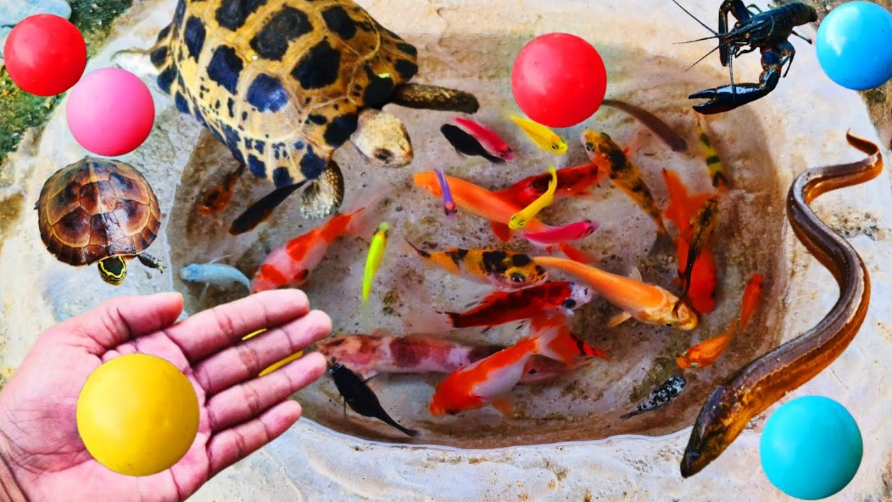 Catch Real Fiish, Ornamental Fish, Colorful Fish, Eels, Glofish ...