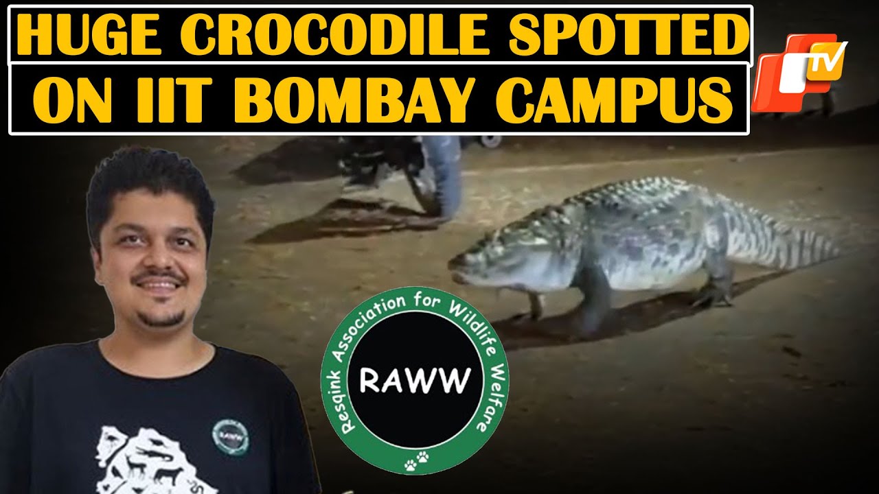 Massive Crocodile Seen On IIT Bombay Campus Road, Sparking Panic Among ...