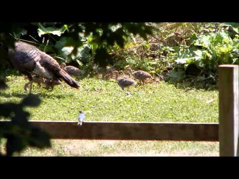 turkey mom