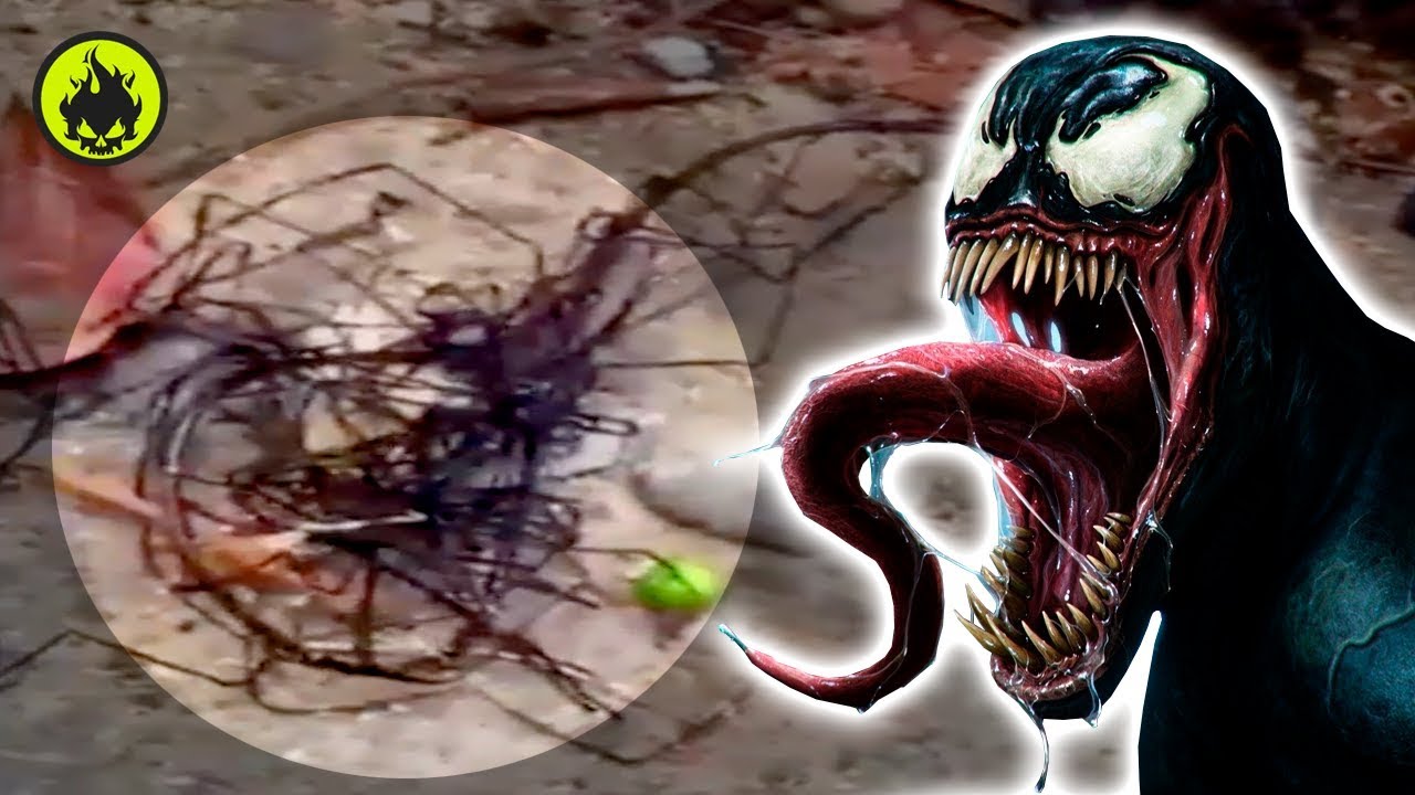 VENOM CAPTADO EN CÁMARA EN LA VIDA REAL - ¿Mito o Realidad? - YouTube