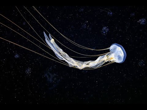 First Contact - Part 3 - YouTube