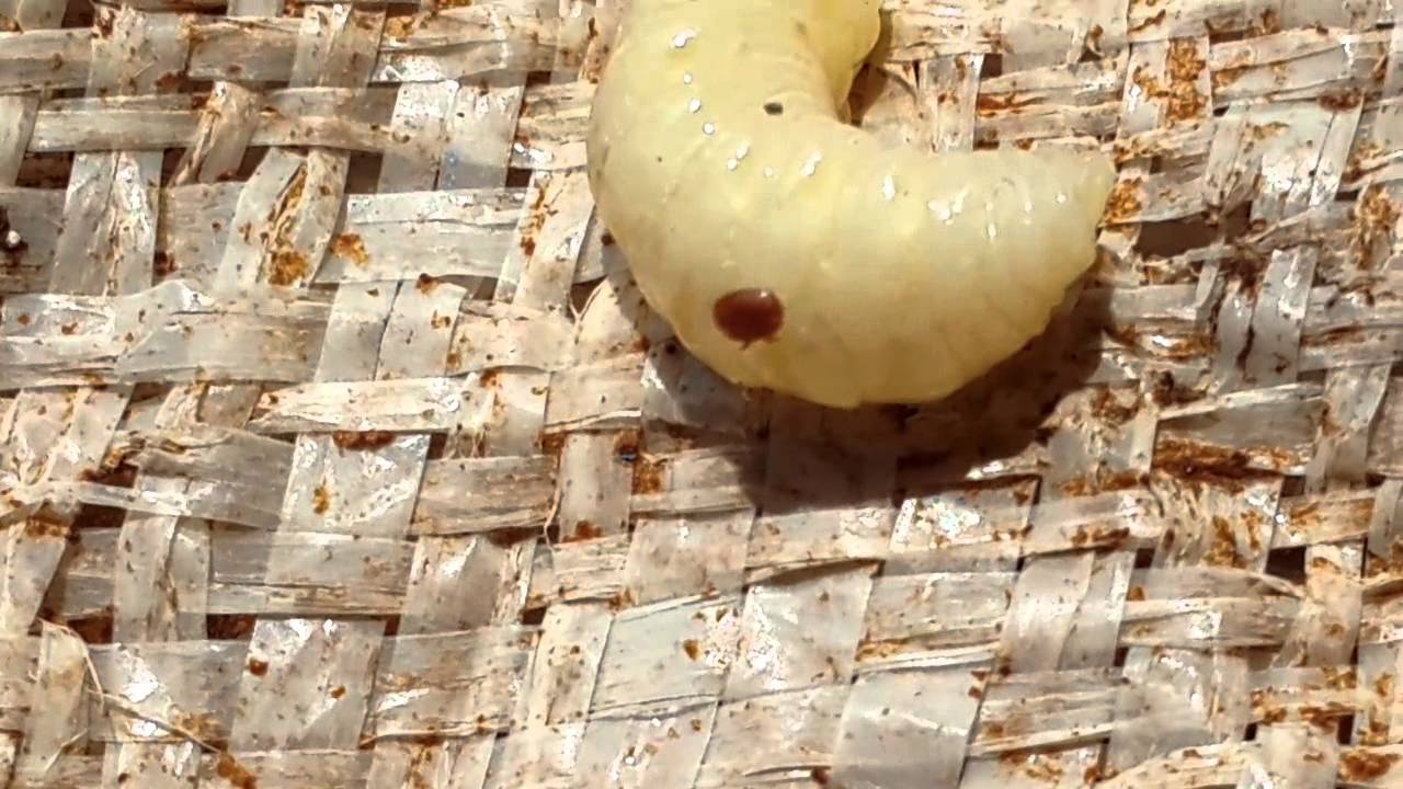 Larva üzerinde varova - YouTube