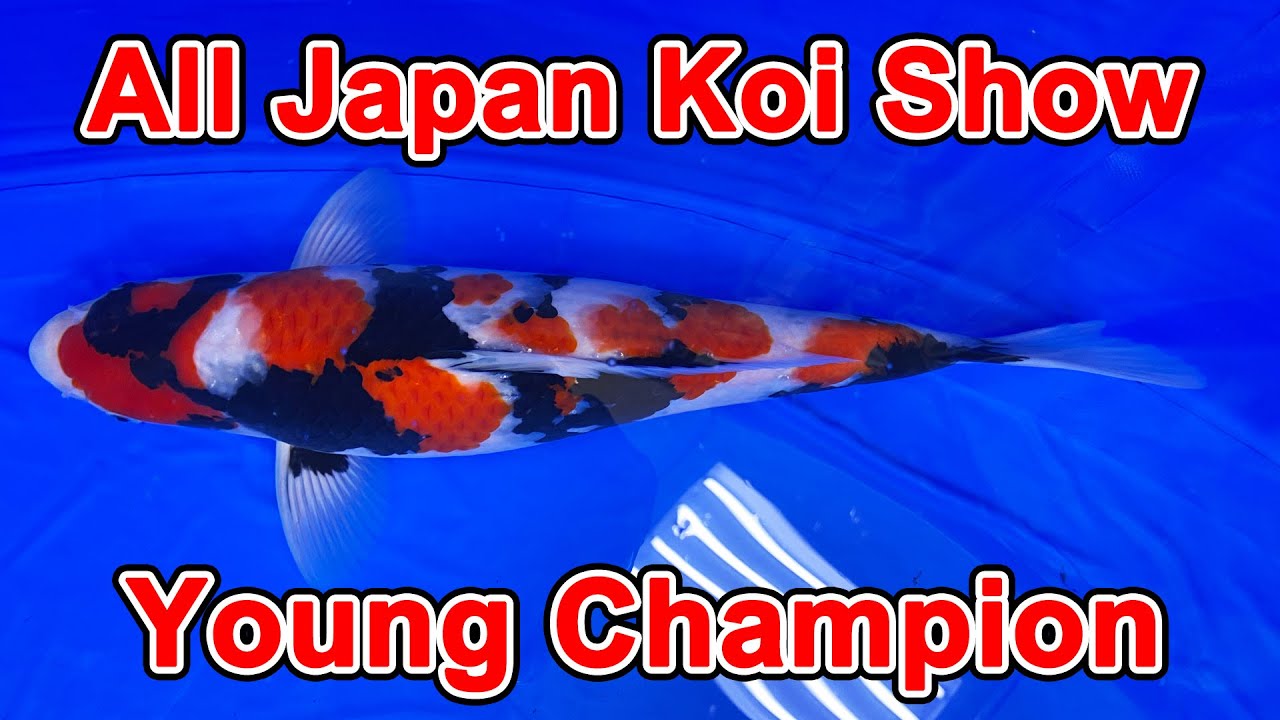 【Young Champion Koi】53rd All Japan Nishikigoi Show 2023 - YouTube