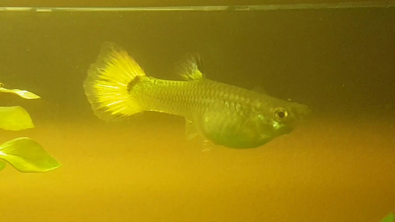 Poród gupika / Guppy birth - YouTube
