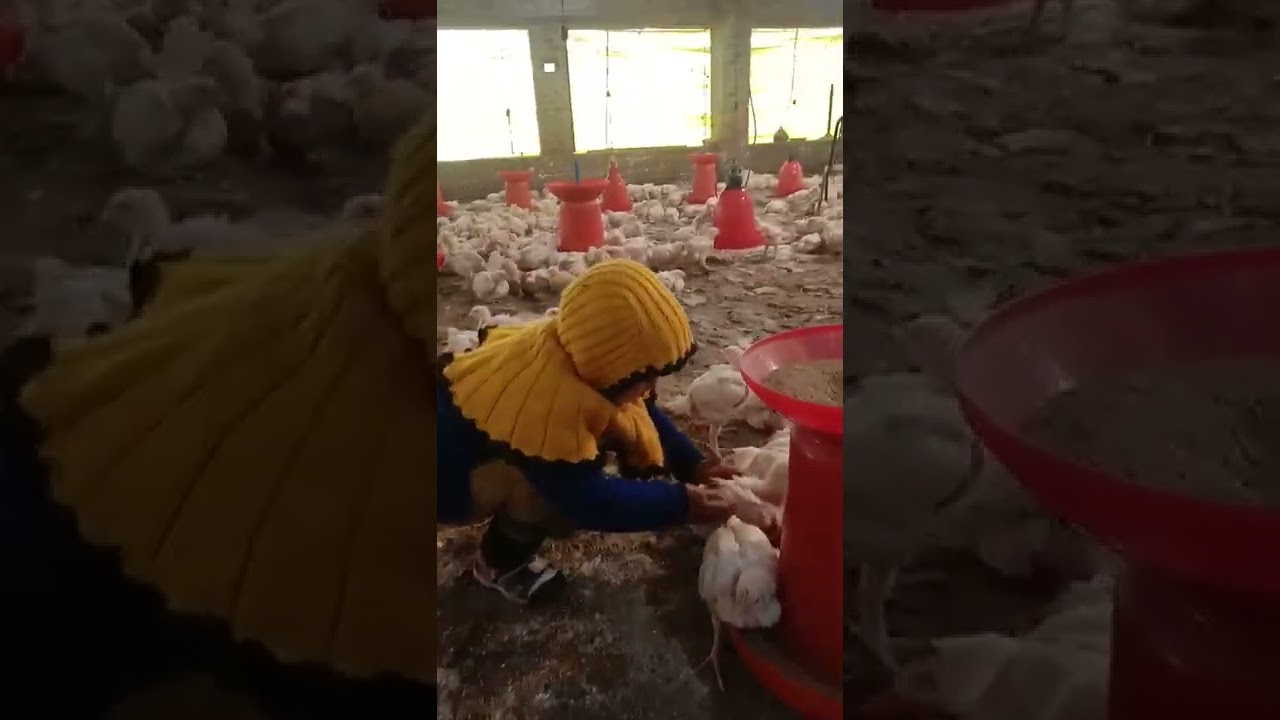 lado singh ️ - YouTube