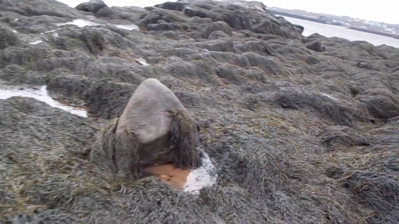 Fish in pool and a beach walk Nov 22 2019 - YouTube