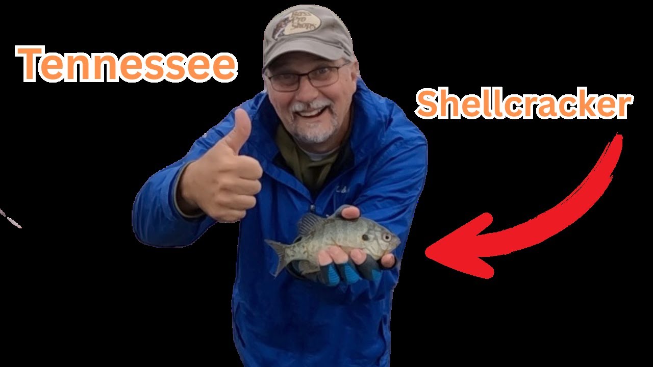 East Tn SHELLCRACKER!!! - YouTube