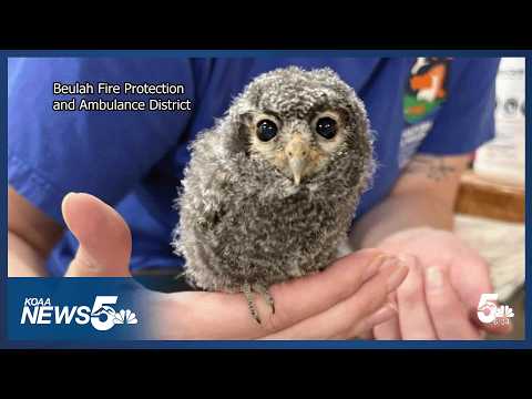 Colorado's Smallest Owl Rescued From the Aspen Acres Fire