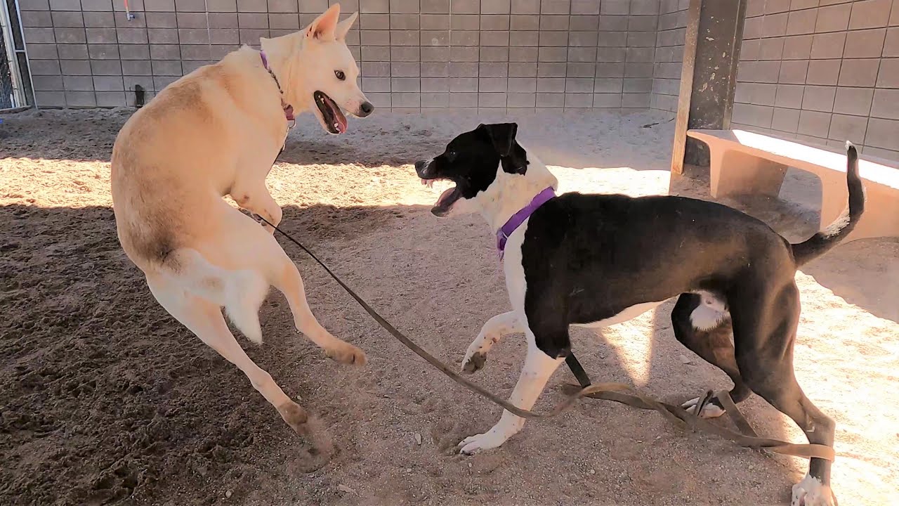 Dogs playing for dogs to watch: Episode 17 - YouTube