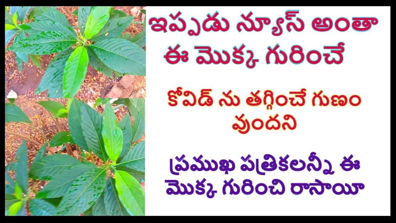 ఈ మొక్క ఎక్కడ వున్నా అడిగి మరీ తెచ్చుకోండి || addasaram plant medicinal ...