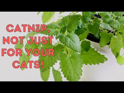 Harvesting Catnip & The Many Uses Of Catnip - YouTube