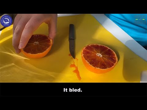 What is a MandaRosa red mandarin? - YouTube