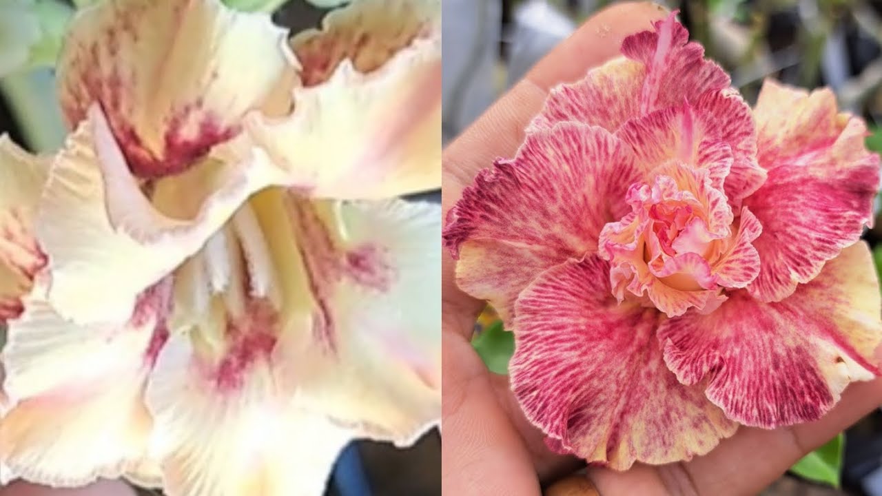 Vêm passear com migo entre as Rosas do deserto ... Ids novos com flores ...